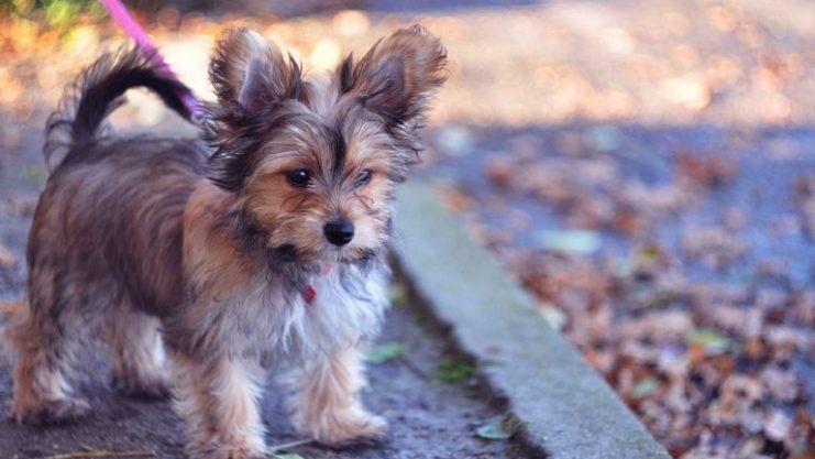 Chorkie Puppies: Temperament and Care Guide - Oh Mi Dog