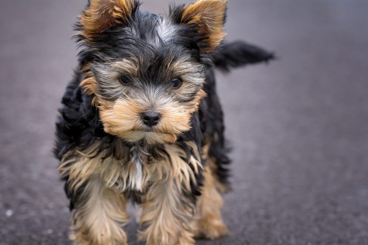 How to stop a Yorkie puppy from biting and chewing - Oh Mi Dog