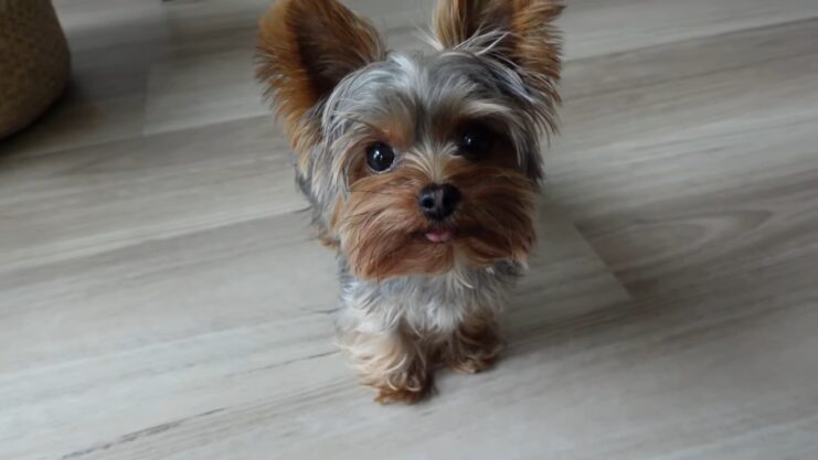 How Many Pups Does a Yorkie Have? The Truth About Yorkie Litters - Oh ...