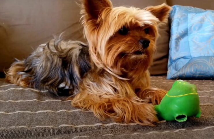 13 Best Yorkie Breeders in Illinois 2024 - Find your Pet