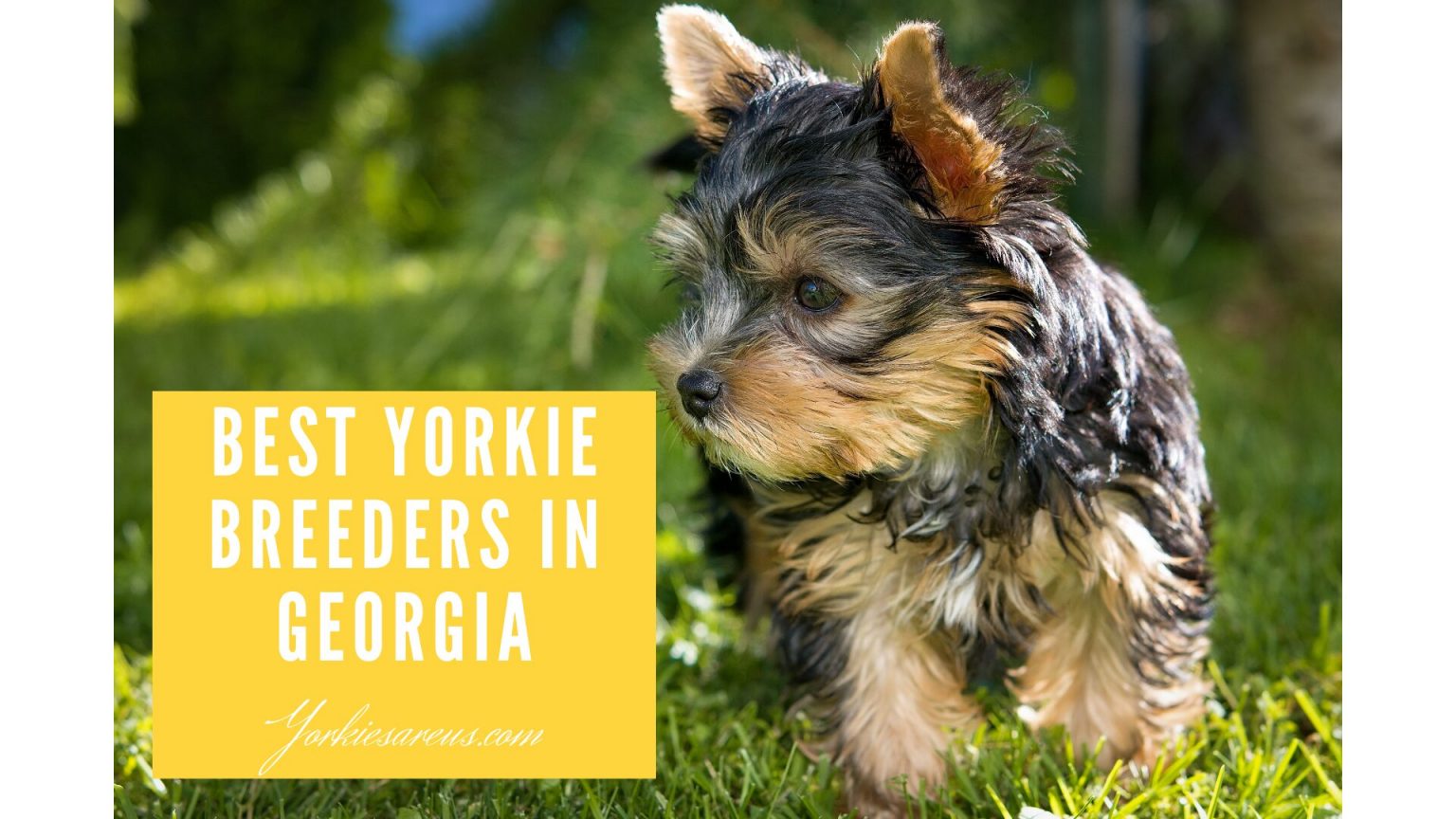 Best Yorkie Breeders in Georgia (2024) - Oh Mi Dog