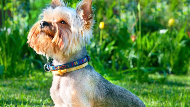 12 Best Yorkie Breeders in California 2024 - Recommended by Friends