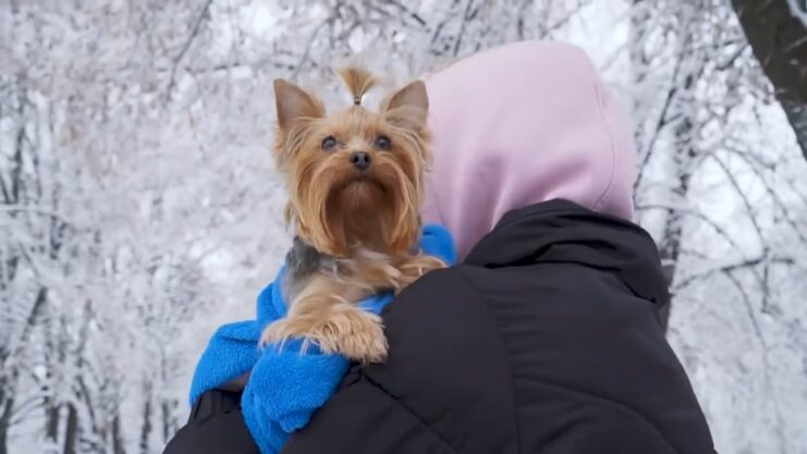 Best Yorkie Breeders in Colorado - Getting a Healthy and Happy Yorkie