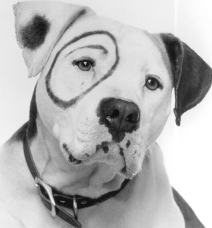 Which Petey is which? The Historical Record About “Our Gang” Dog Isn’t ...