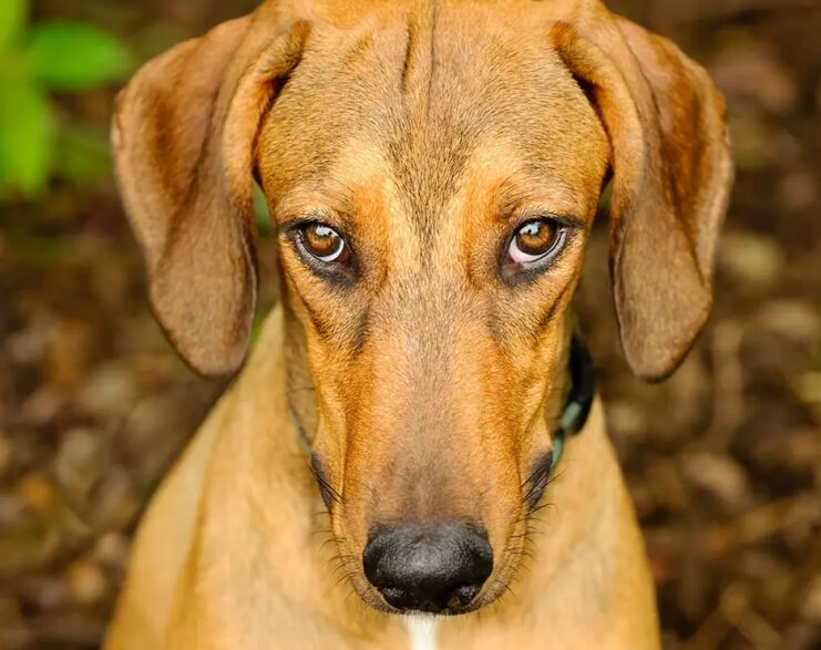 Another Look At The “Guilty Look”