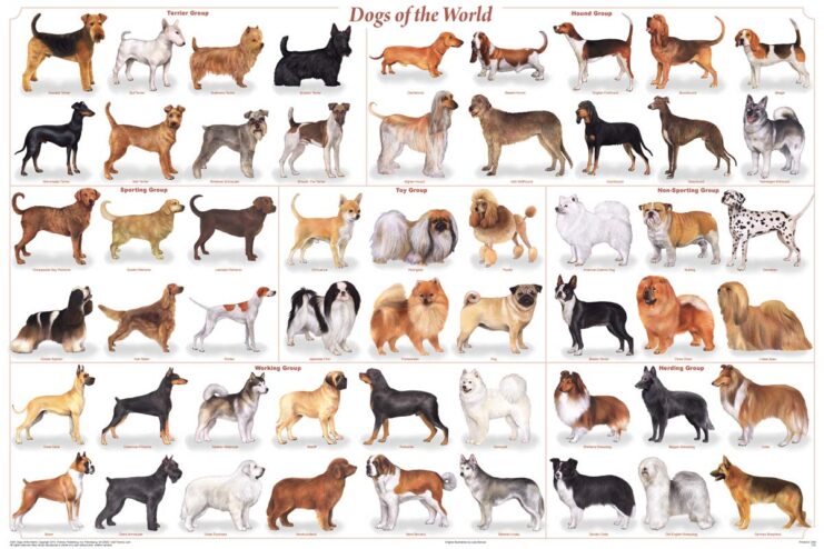 Dogs of the World - A Dog Breed Map by Lili Chin