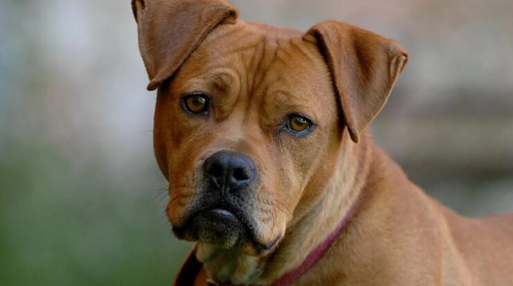 Good Newz, Bad Newz: Michael Vick’s House To Become Rehabilitation ...