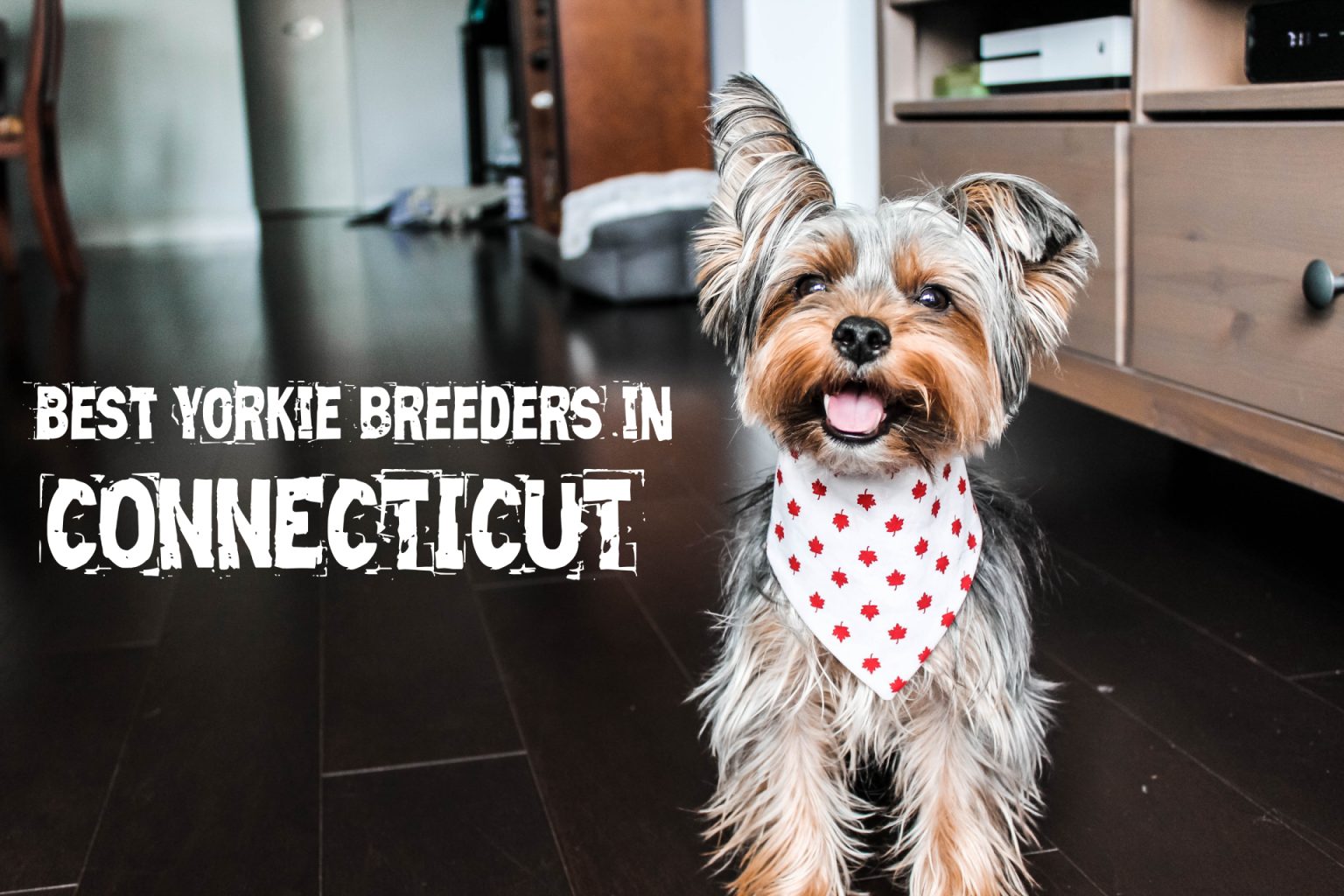 Best Yorkie Breeders in Connecticut (2024) - Oh Mi Dog
