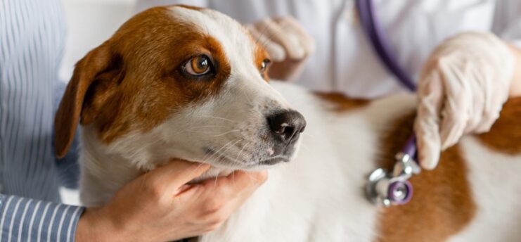 The Neuticles Story: How Fake Dog Testicles Made This Missouri Man A ...