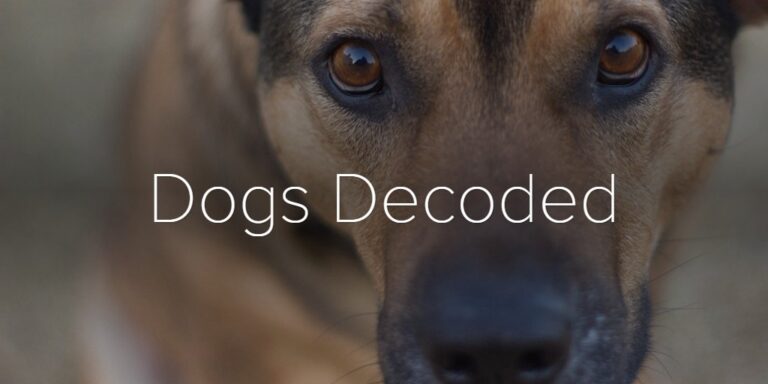Nova’s “Dogs Decoded” Airs Tonight