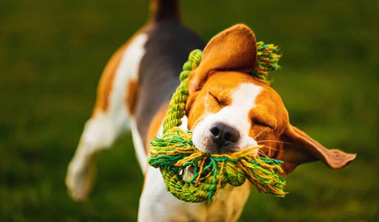 6 Reasons Only To Buy Eco-Friendly Pet Products - Oh Mi Dog