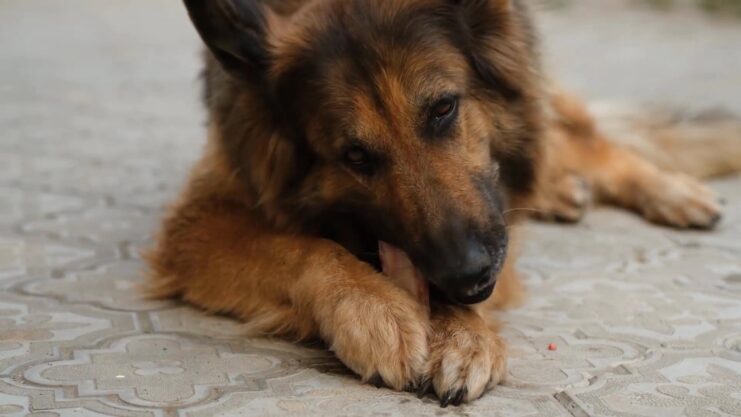 Common Digestive Issues In Dogs And How Probiotics Can Help - 2024 ...