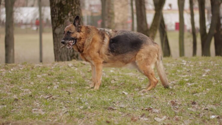 Common Digestive Issues In Dogs And How Probiotics Can Help - 2024 ...