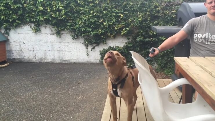 Understanding Dog Body Language: The Art of Canine Communication - Oh ...