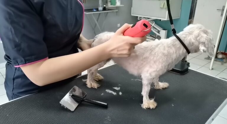 Pet Care Innovation: Enhancing Dog Grooming with a Grooming Table